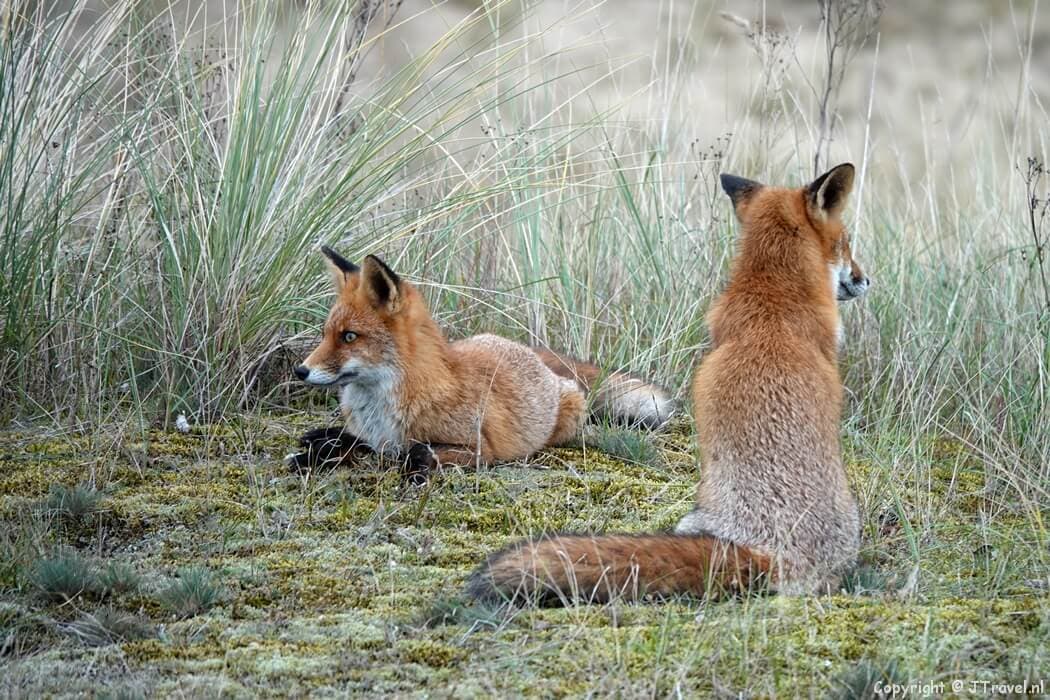 Foto's van mijn wandeling in de Amsterdamse Waterleidingduinen op 8 ...